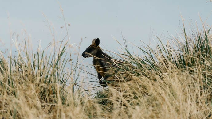 Wallaby Spotting. Photo by: @effective.perspective