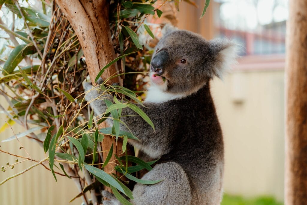 Source: Tourism Australia/Visit Victoria