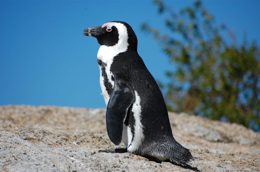 Source: Mike & Christine Gartner