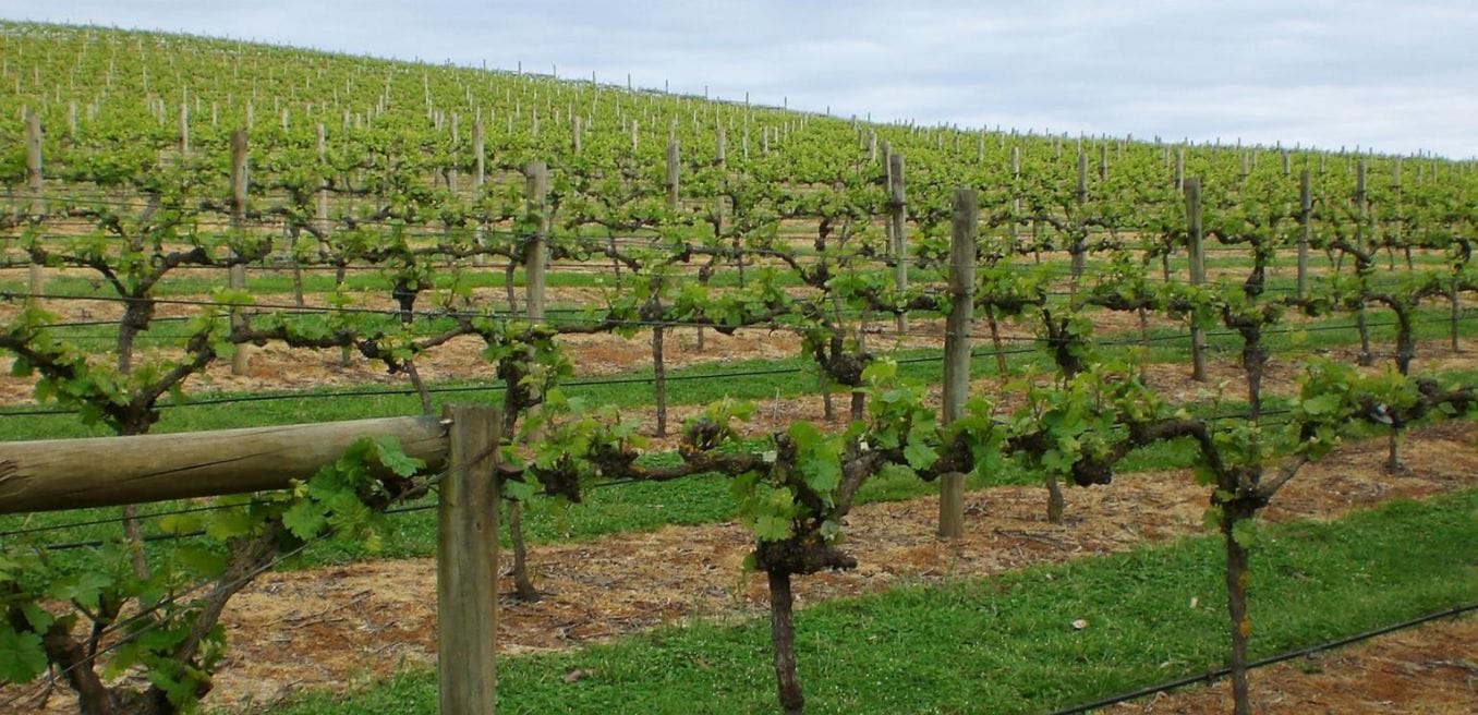 Source: Antcliff’s Chase Wines