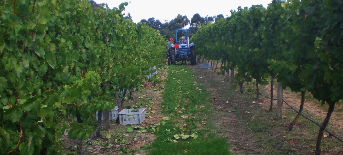 Source: Antcliff’s Chase Wines