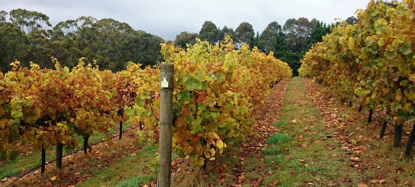 Source: Antcliff’s Chase Wines