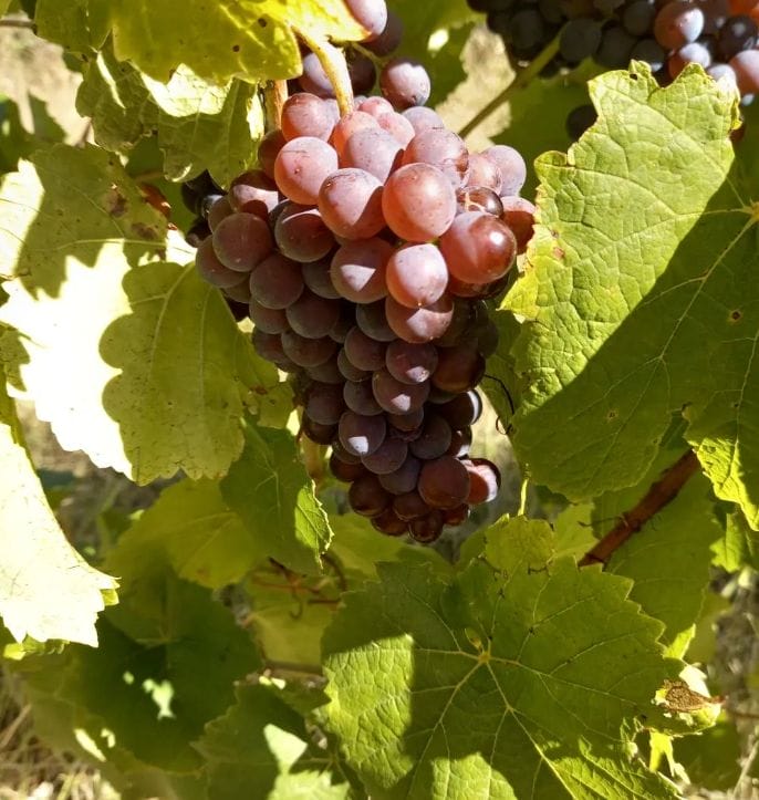 Source: Elgo Estate Wines