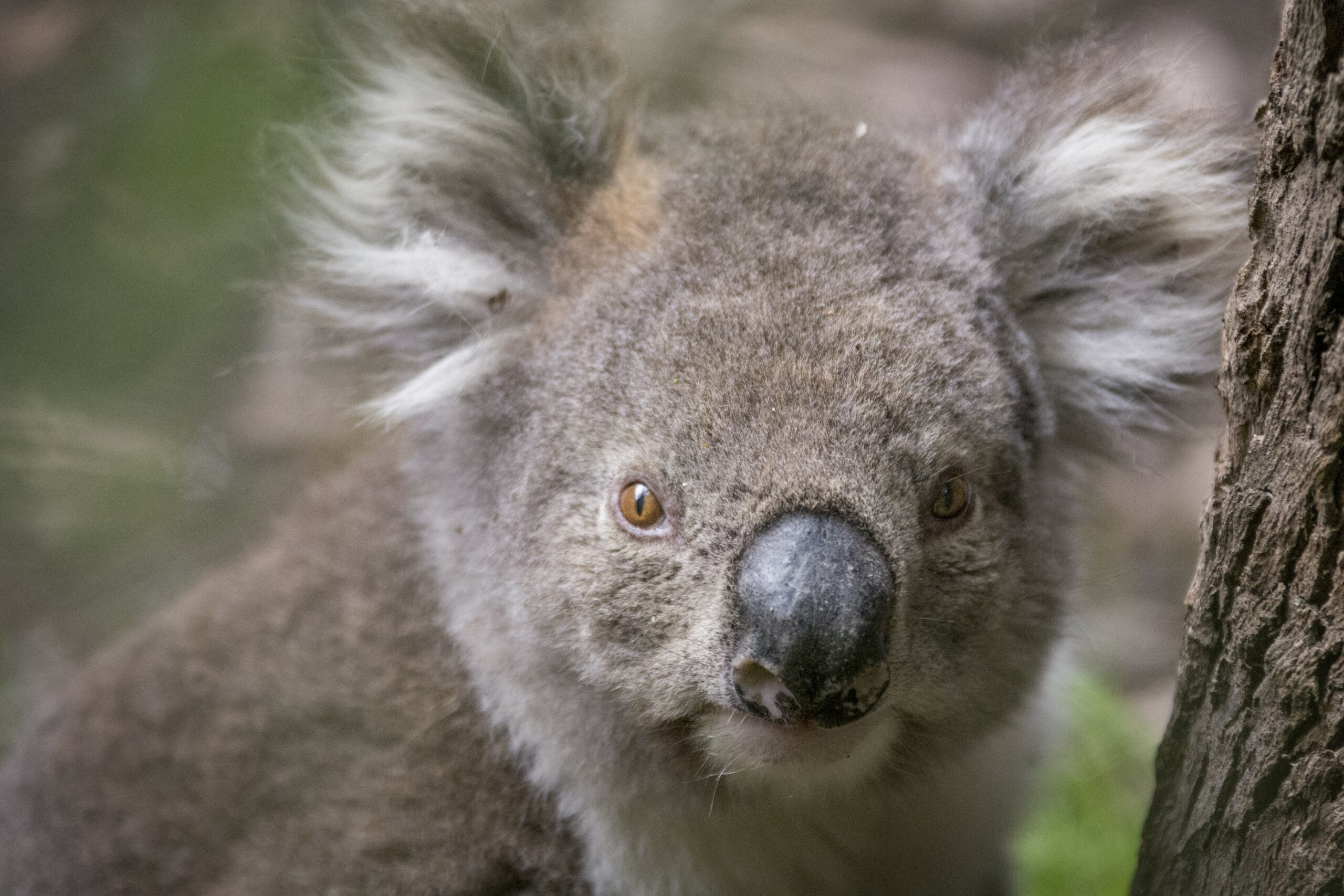 source ginny winblad