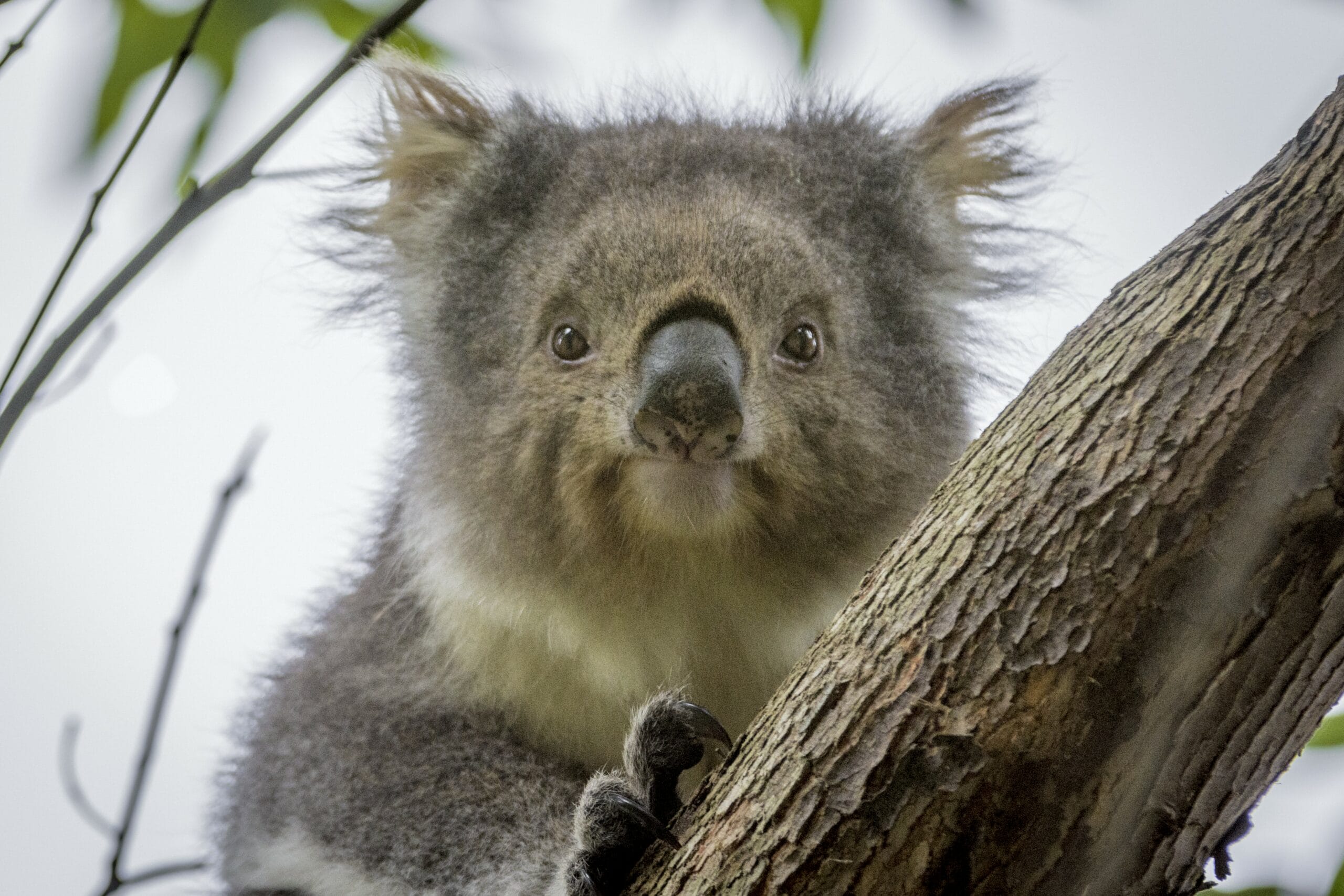 source darren donlen visit victoria