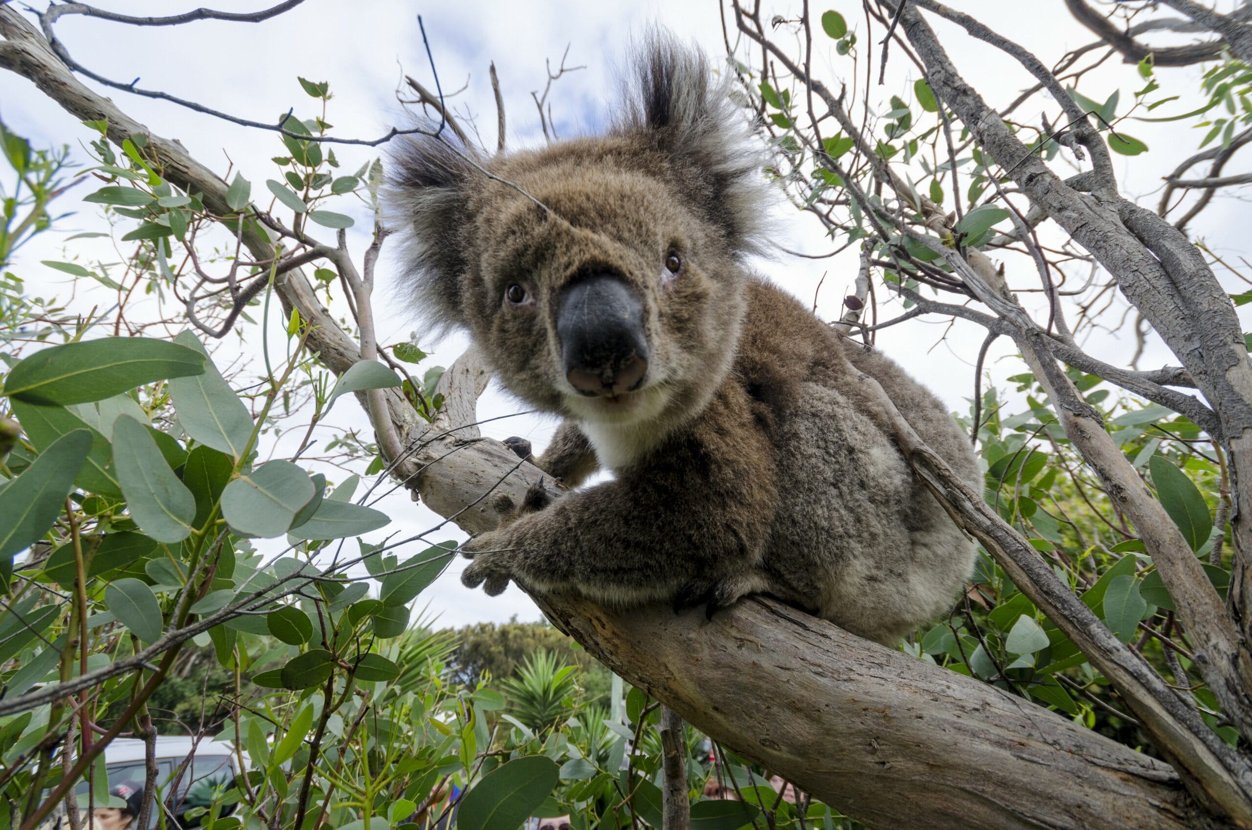source destination nsw source darren donlen visit victoria