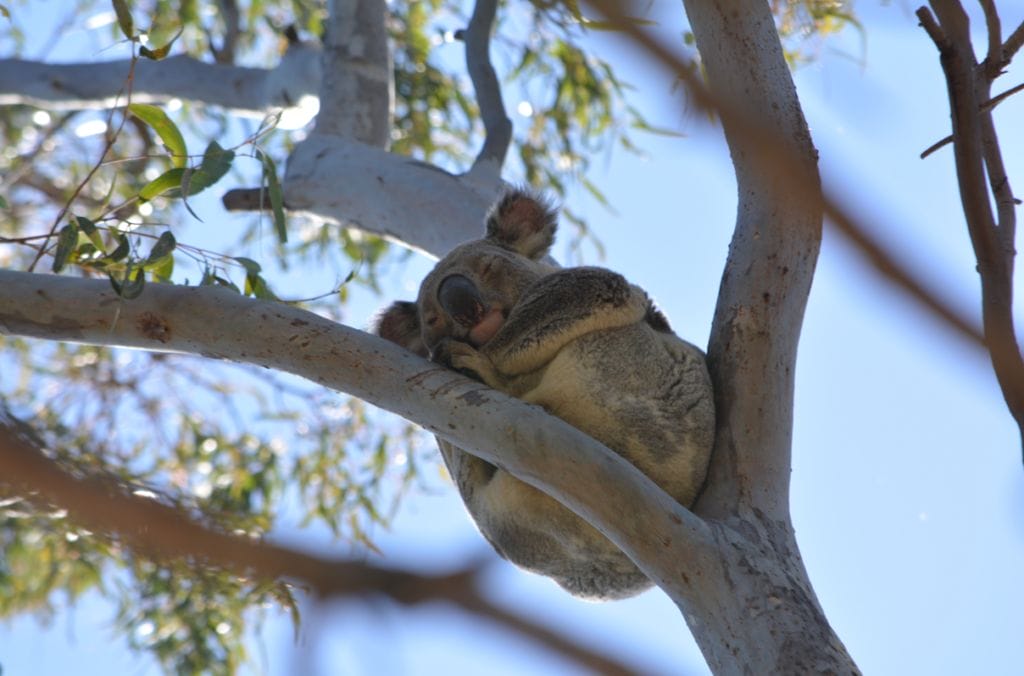 source christine ellsay